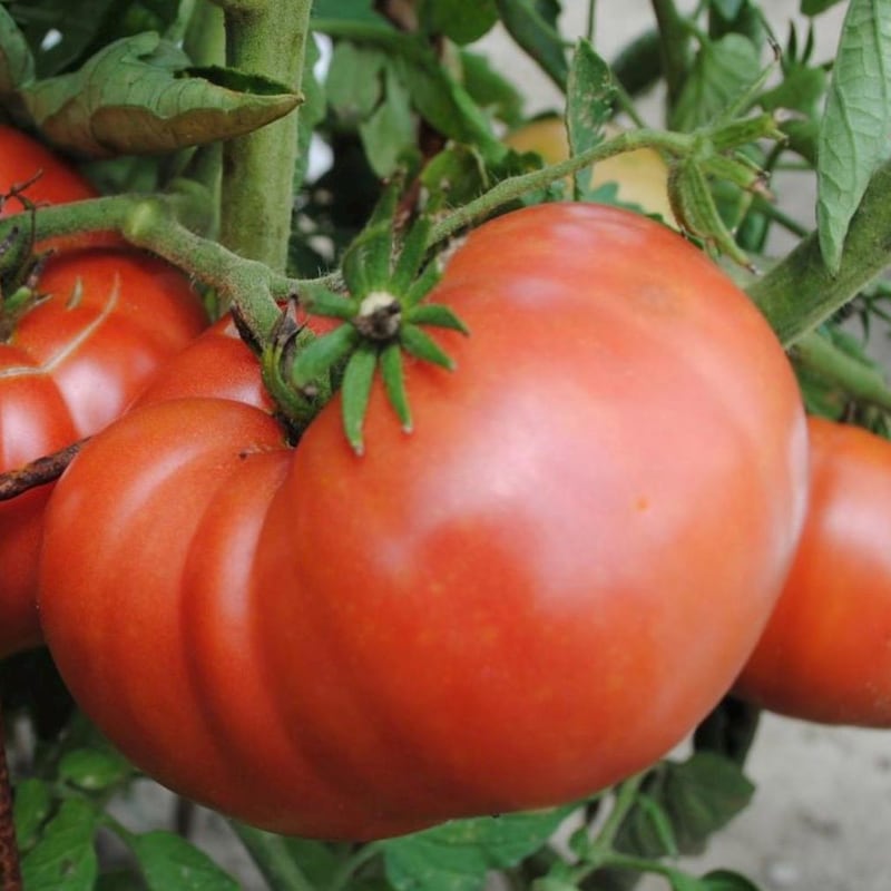 Grannys Shipping - Etsy