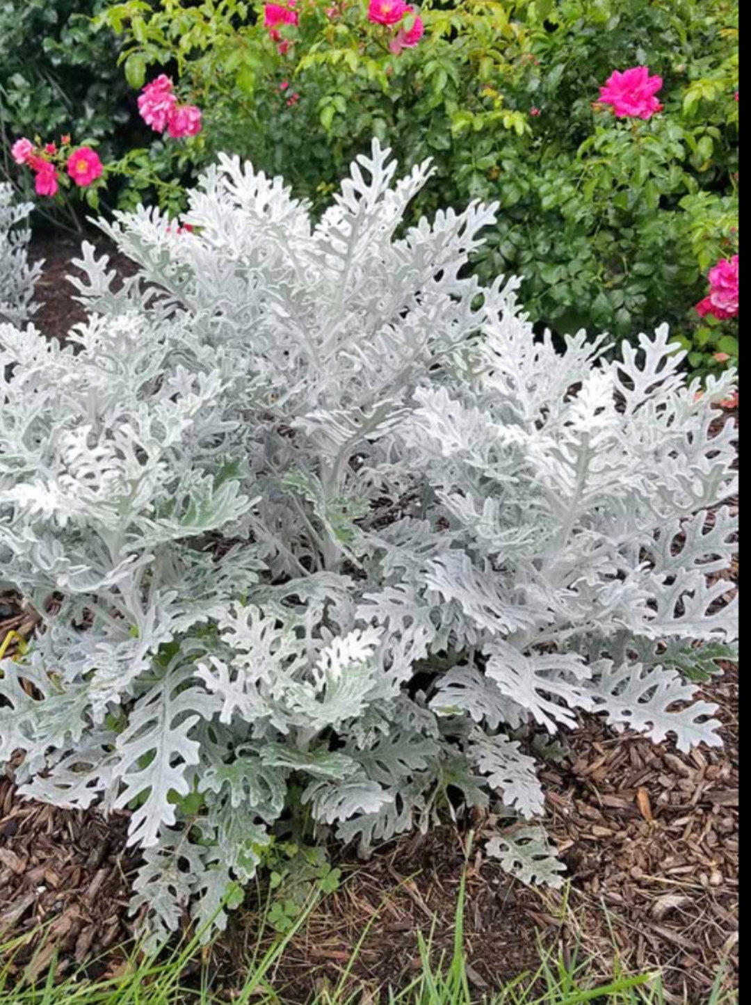 Dusty Miller Seeds Heirloom USA NJ Grower See My Store for Largest ...