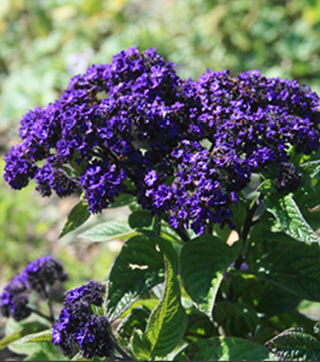 Marine Heliotrope Mini Marine Flower Seeds Heirloom USA NJ Grower See ...
