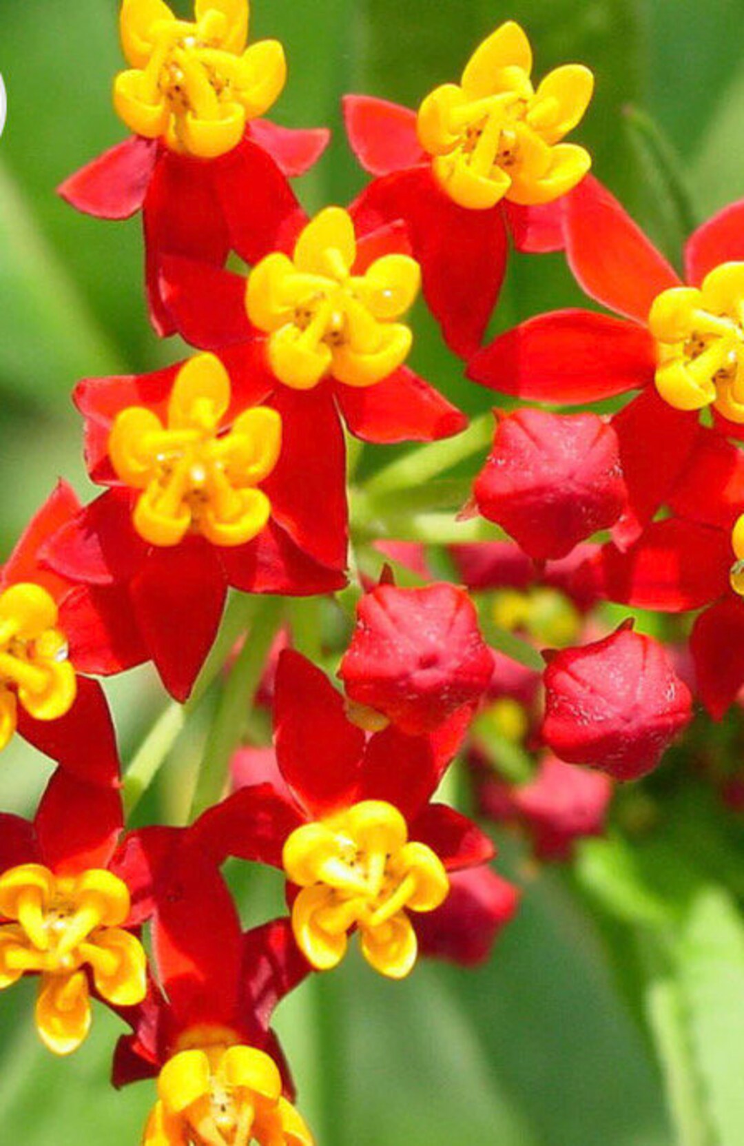 Milkweed Bloodflower Asclepias Curassavica Flower Seeds Heirloom USA NJ ...