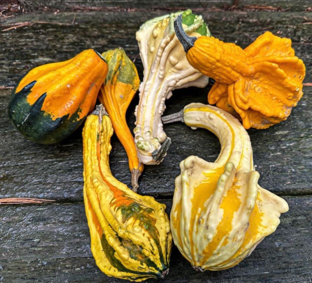 Gourd Autum Wings Gourd Seeds NJ USA Heirloom Organic See My Store for ...