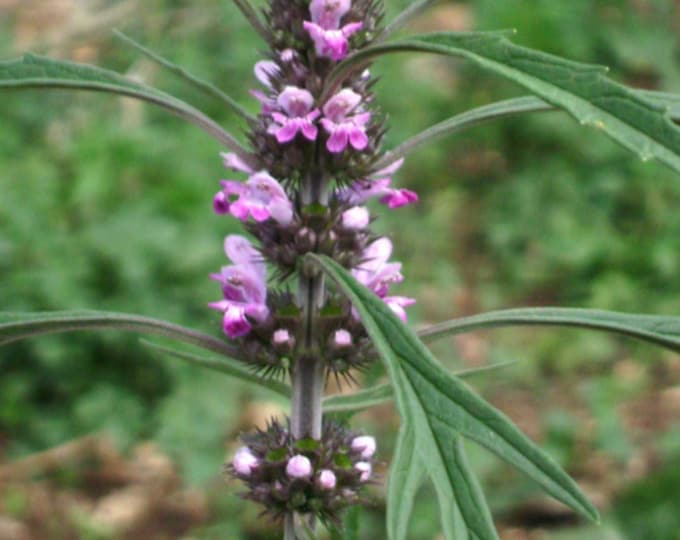 100 Siberian Motherwort Seeds (leonurus Sibiricus) - Etsy