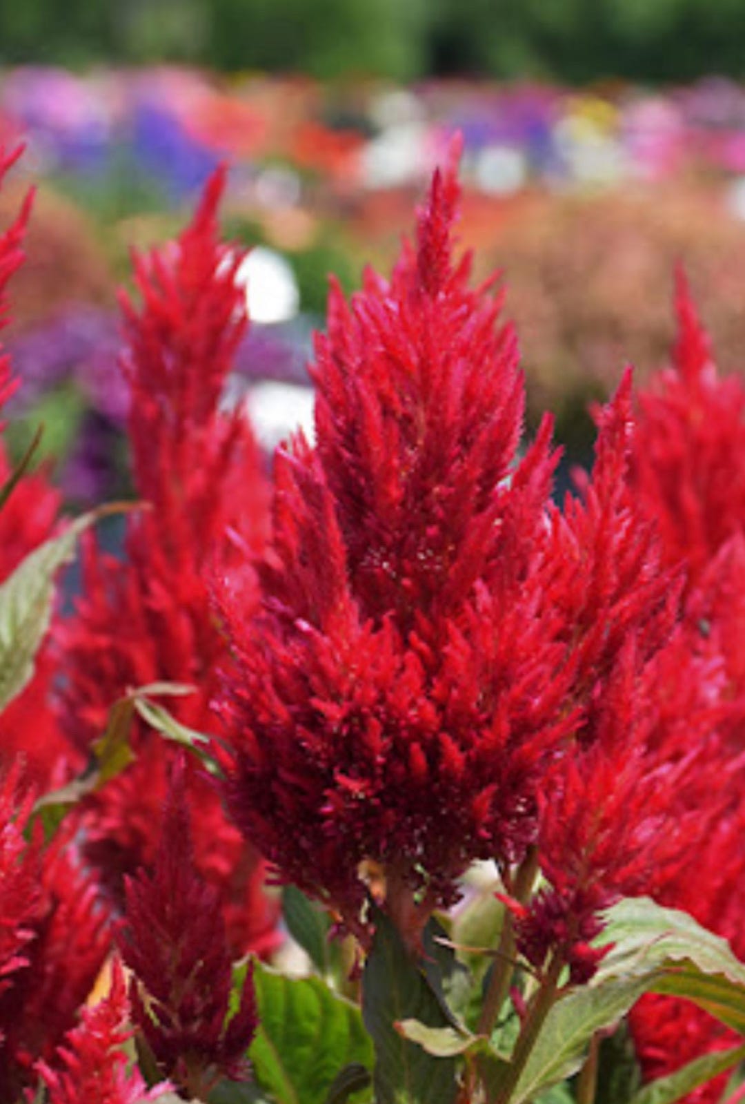 Celosia Kelos Series Seeds Heirloom NJ Seller Free Shipping - Etsy