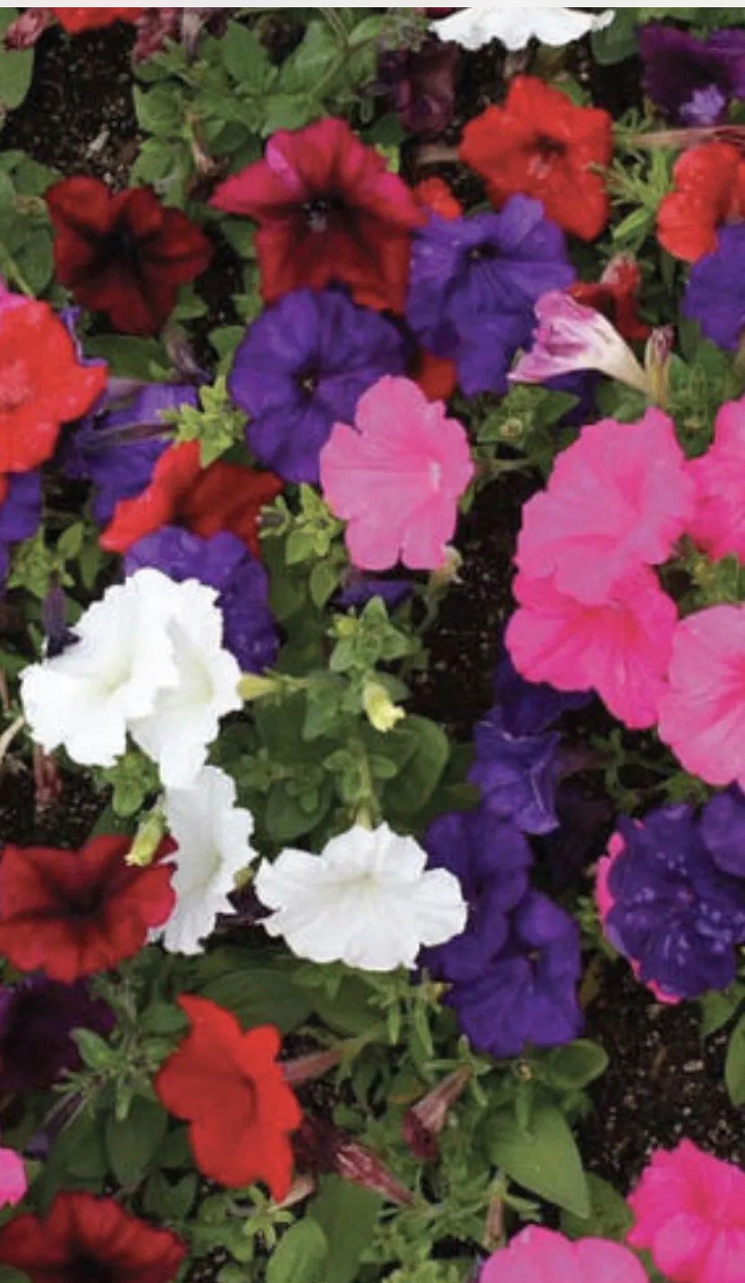 Petunia Dwarf Mixed Colors Seeds Heirloom USA NJ Grower See My Store ...