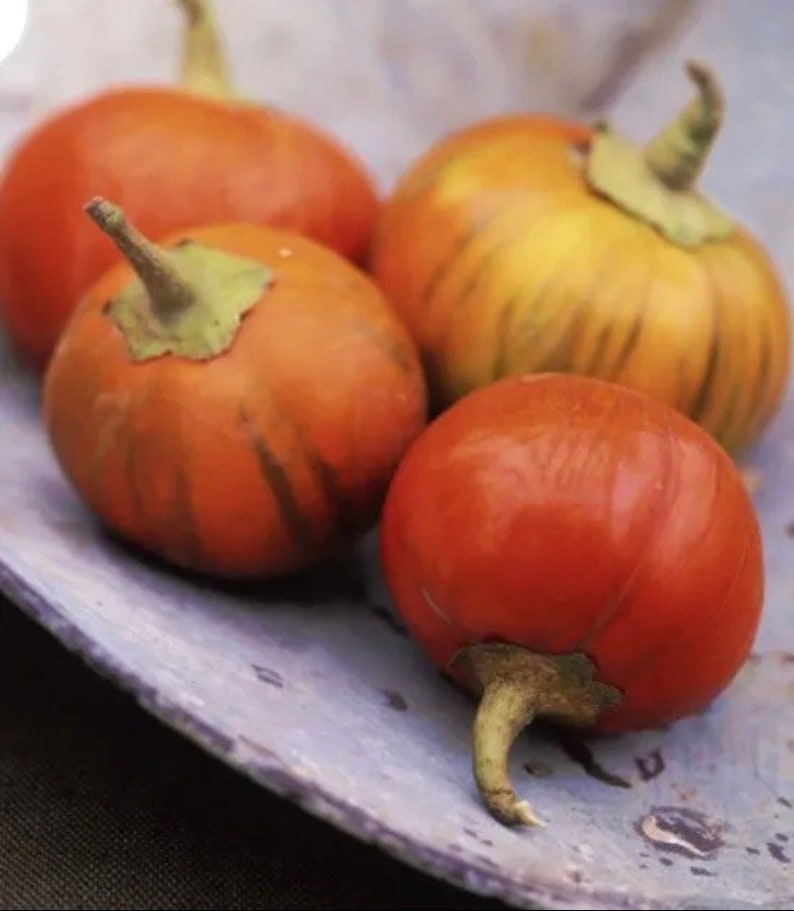 Eggplant Turkish Orange Eggplant 25 Seeds NJ Grower USA Heirloom ...