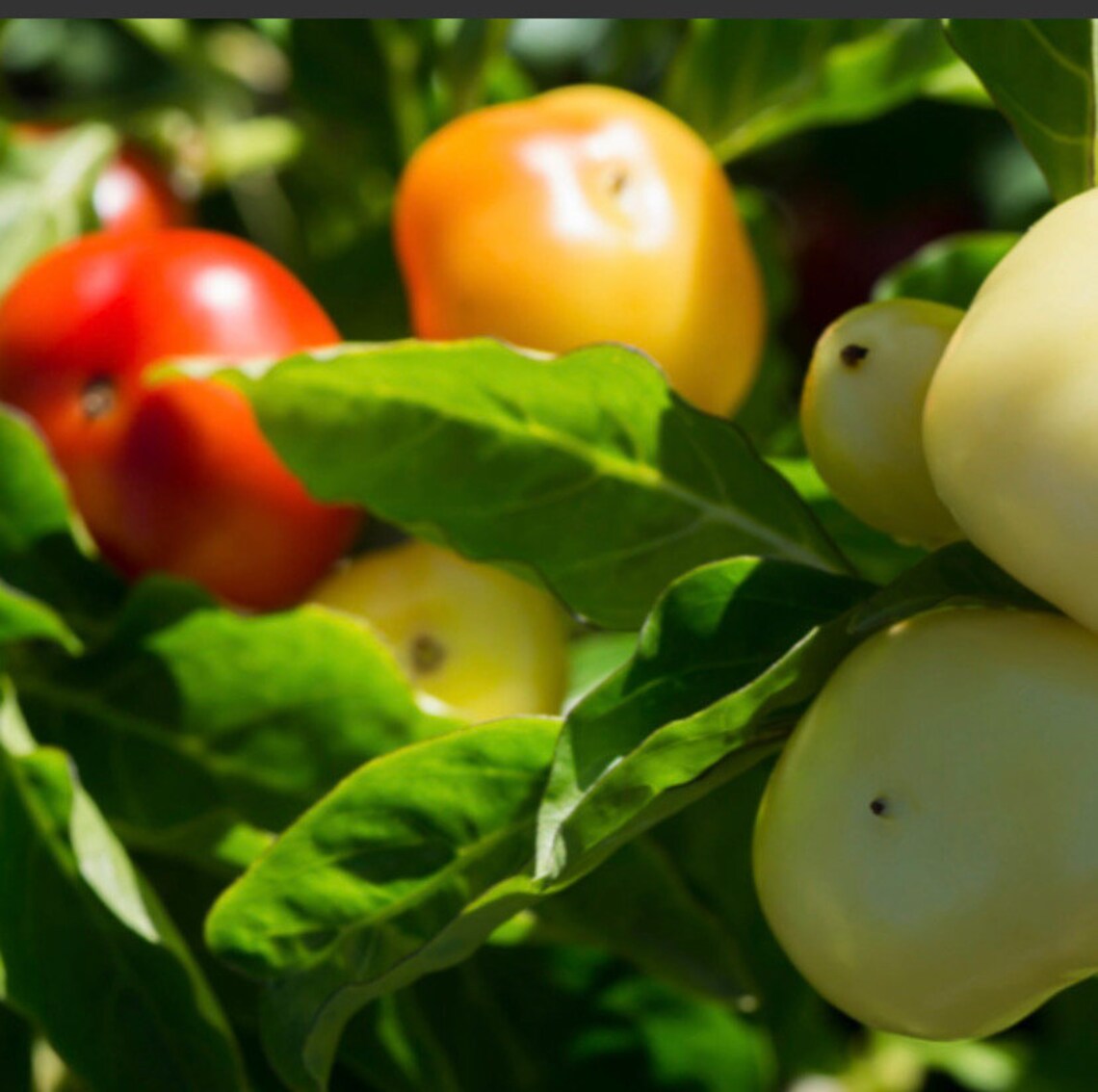 Paprkia Alma Pepper Seeds USA NJ Grower Heirloom Organic NJ Seller ...