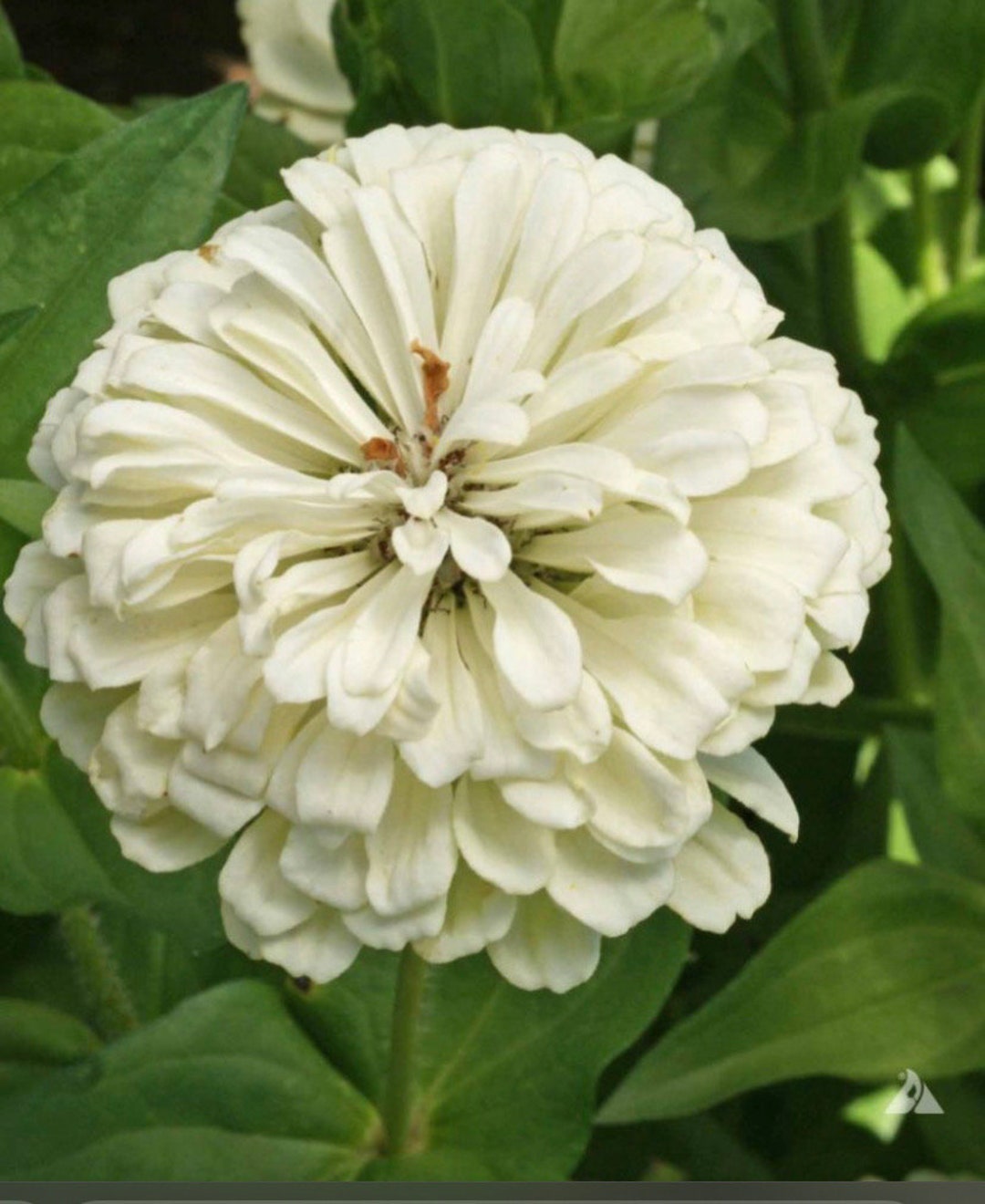 Zinnia Polar Bear White Zinnia Flower Seeds Heirloom USA NJ Grower See ...