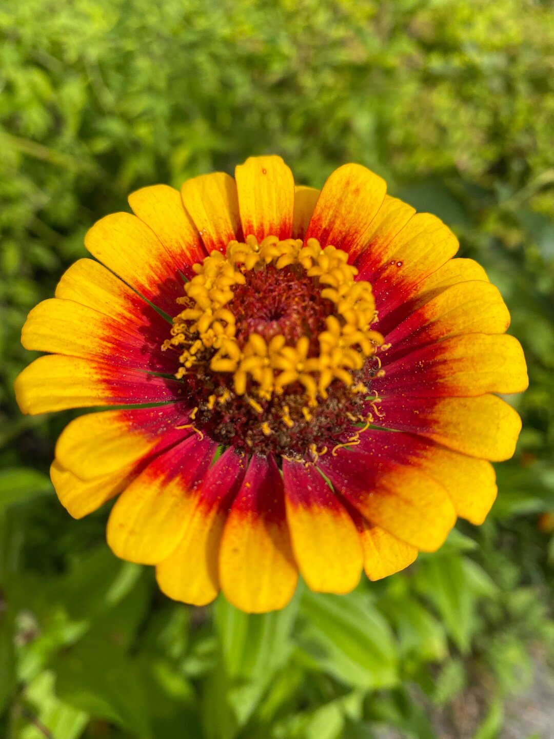 Zinnia Sombrero Zinnia Seeds Heirloom USA NJ Grower See My Store for ...