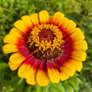 Zinnia Sombrero Zinnia Seeds Heirloom USA NJ Grower See My Store for ...
