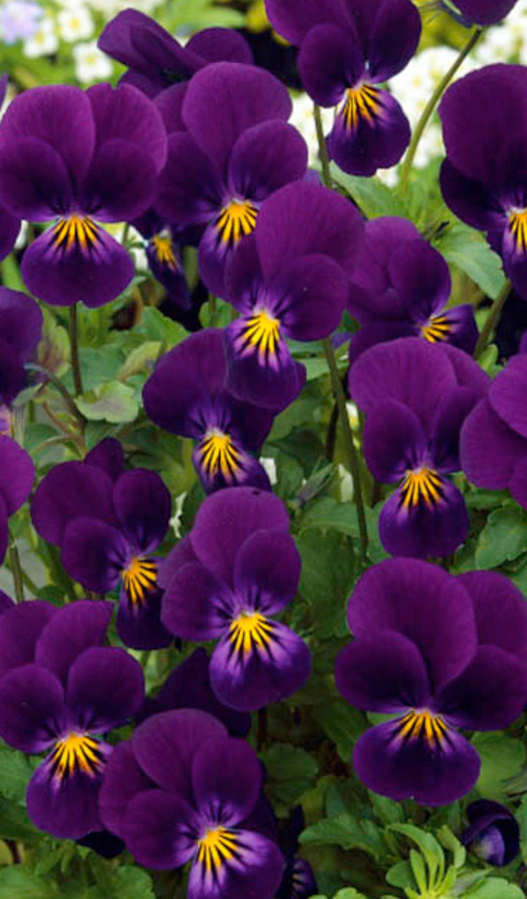 Pansy King Henry Viola Flower Seeds Heirloom USA NJ Seller Check My ...