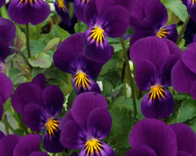Pansy King Henry Viola Flower Seeds Heirloom USA NJ Seller Check My ...