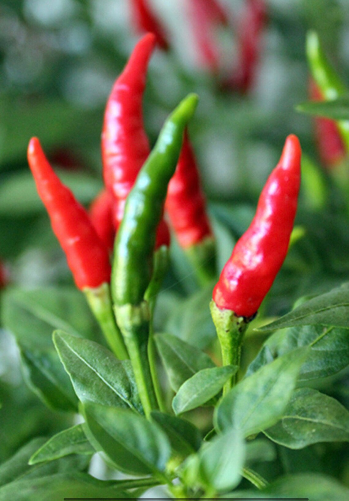 Takanotsume Hot Japanese Pepper Seeds Hawks Claw USA Heirloom Organic ...