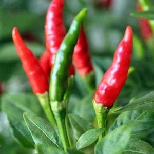 Takanotsume Hot Japanese Pepper Seeds Hawks Claw USA Heirloom Organic ...