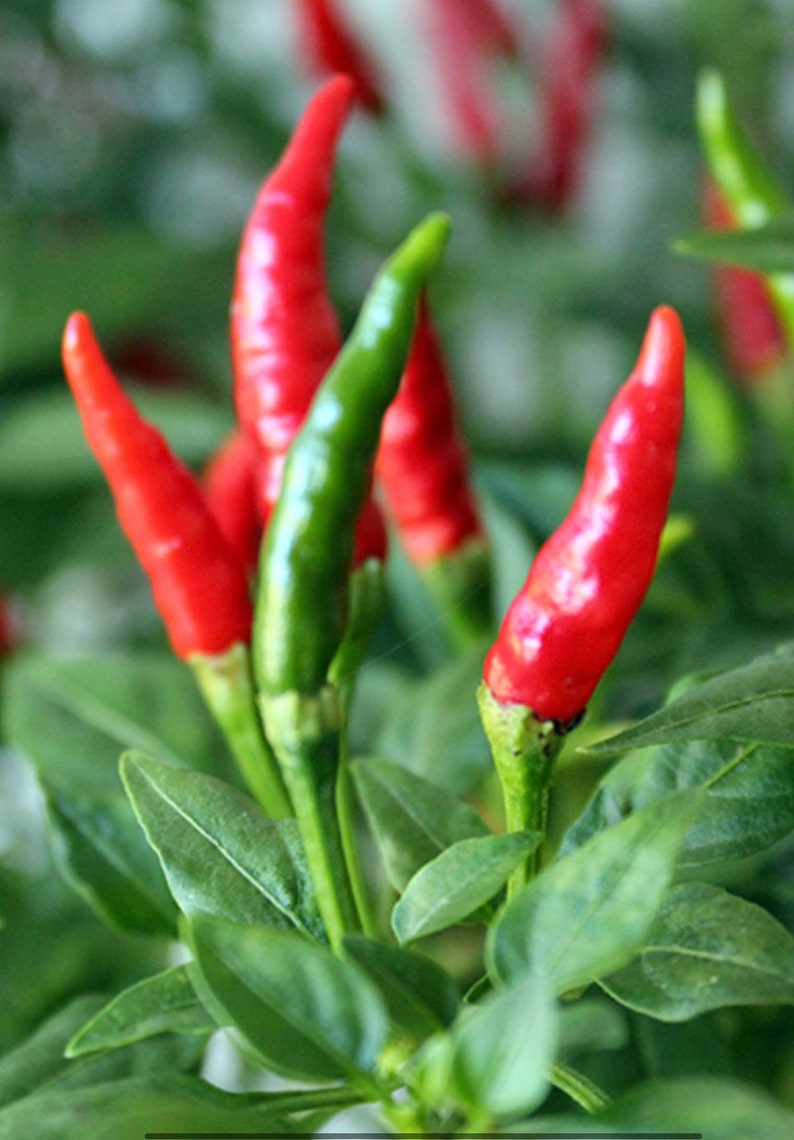Takanotsume Hot Japanese Pepper Seeds Hawks Claw USA Heirloom Organic ...