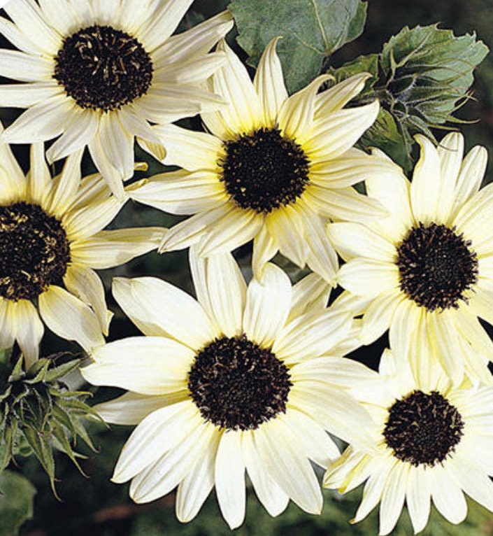 Sunflower Italian White Seeds RARE USA Heirloom NJ Grower See - Etsy