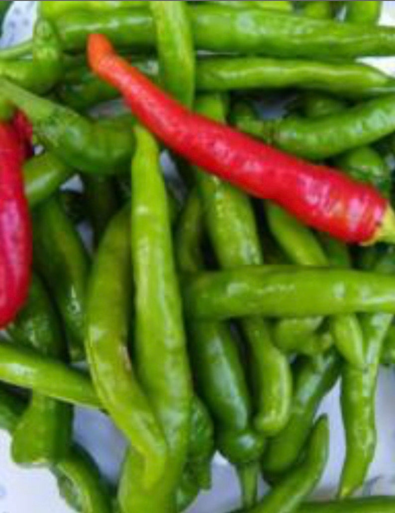 Fushimi Japanese Sweet Pepper Seeds USA NJ Grower Heirloom Organic NJ ...