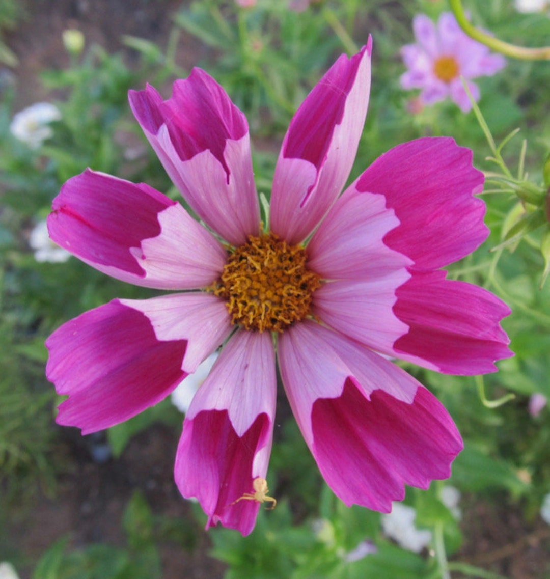 Cosmos Sea Shell Mix Seeds Heirloom Njgrower Free Shipping - Etsy