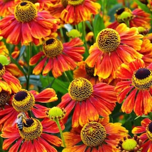 Sneezeweed Autumnale Helenium Seeds Heirloom Organic USA NJ Organic Non ...