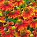 Sneezeweed Autumnale Helenium Seeds Heirloom Organic USA NJ Organic Non ...