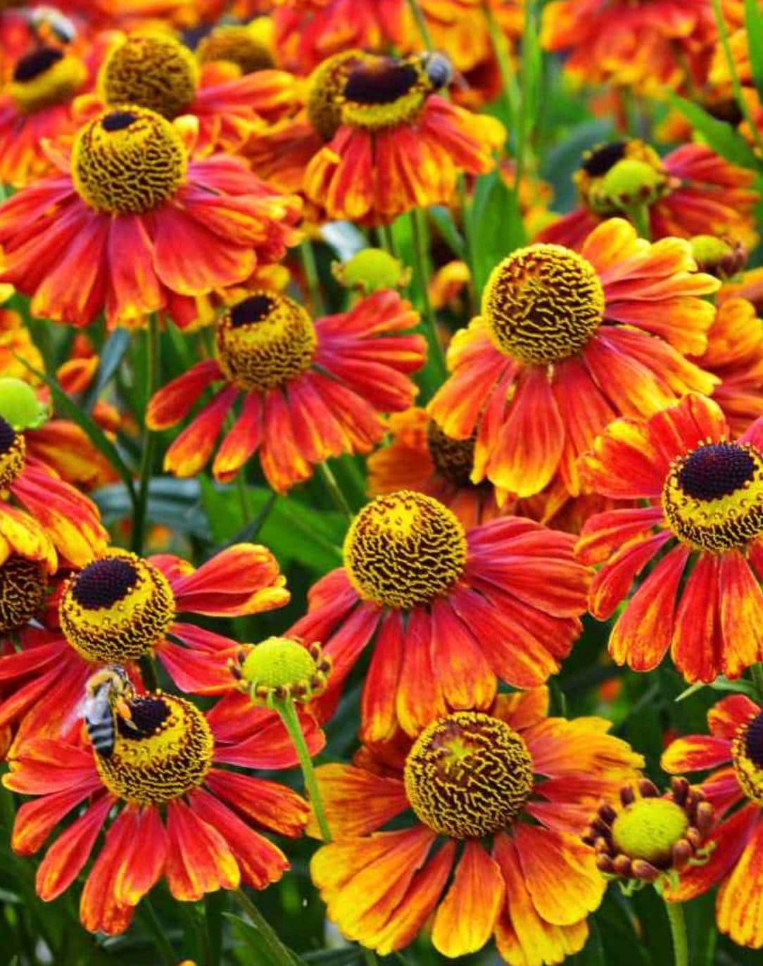 Sneezeweed Autumnale Helenium Seeds Heirloom Organic USA NJ Organic Non ...