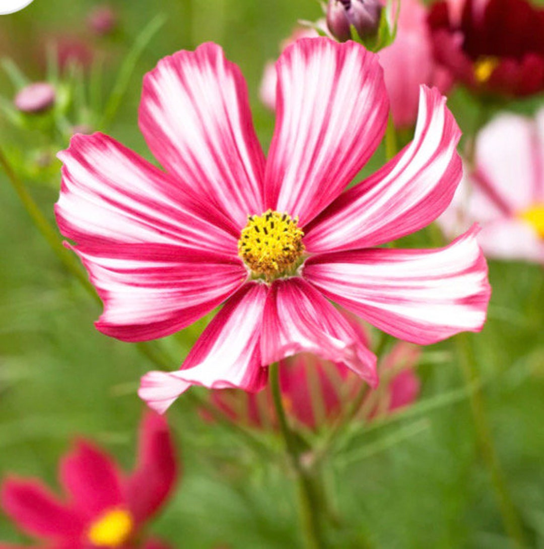 Cosmos Velouette Flower Seeds Heirloom NJ Grower Free Shipping - Etsy