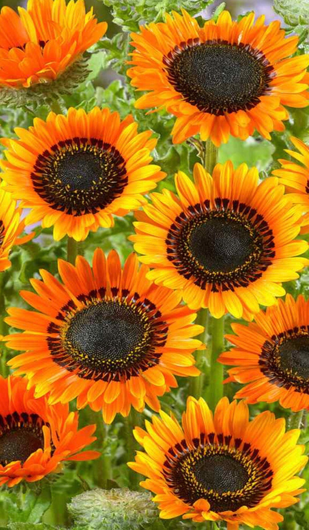 Daisy Cape Daisy Venidium Orange Prince Flower Seeds Heirloom USA NJ ...