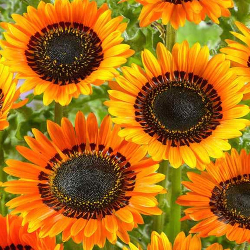 Orange Flower Seeds - Etsy