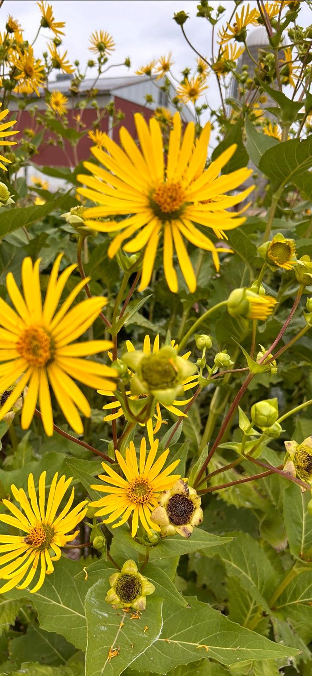 Cup Plant Silphium Flower Seeds USA Heirloom NJ Grower See My Store for ...