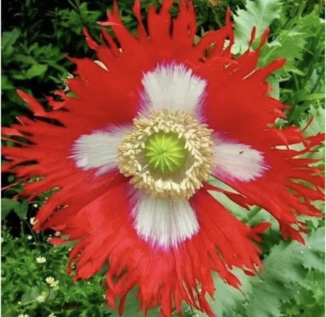 Poppy Danish Flag Poppy Flower Seeds Heirloom USA NJ Seller Check My ...