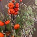 Pumpkin on A Stick Seeds Ornamental Pumpkin Eggplant Tree - Etsy