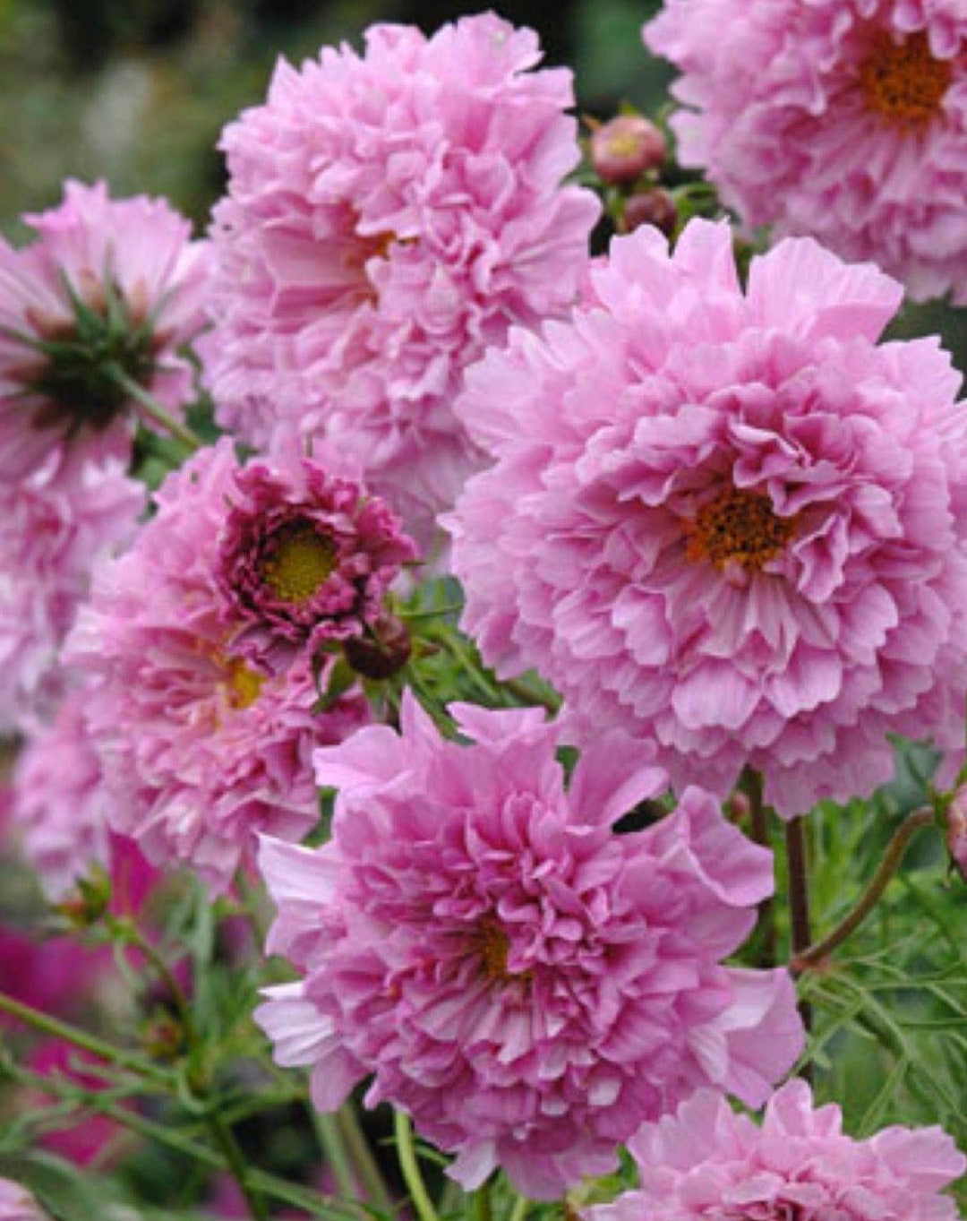 Cosmos Double Dutch Rose Cosmo Flower Seeds Heirloom NJ Grower Free ...