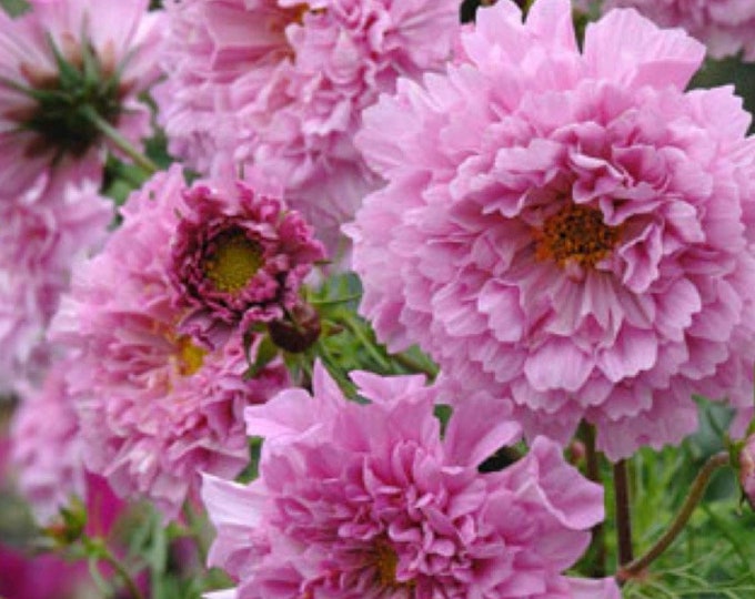 Cosmos Double Dutch Rose Cosmo Flower Seeds Heirloom NJ Grower Free ...