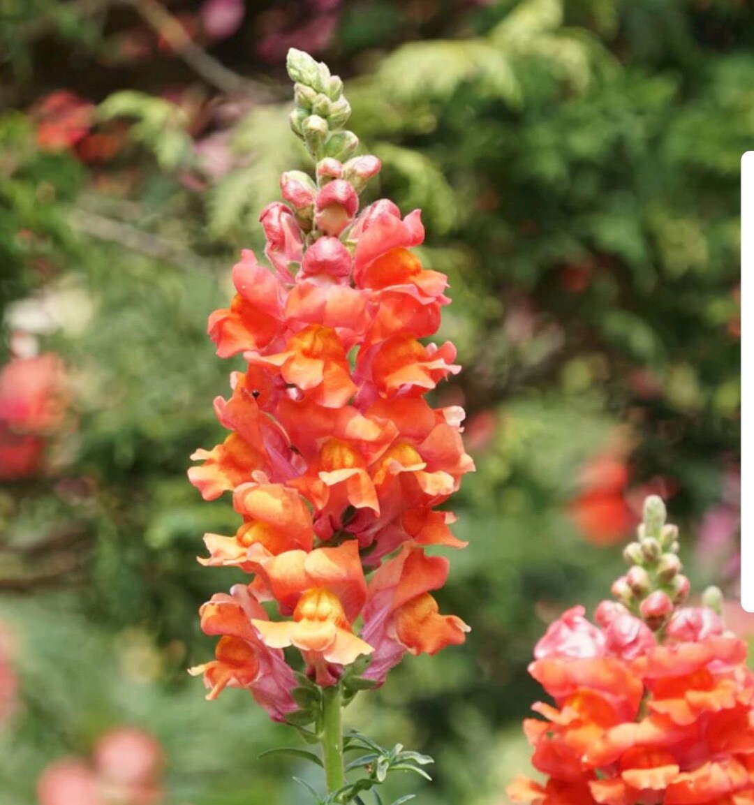 Snapdragon Orange Wonder Antirrhinum Seeds Heirloom USA NJ Grower See ...