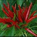 Takanotsume Hot Japanese Pepper Seeds Hawks Claw USA Heirloom Organic ...