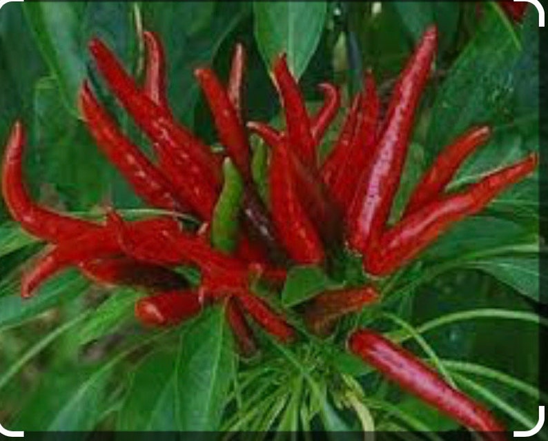 Takanotsume Hot Japanese Pepper Seeds Hawks Claw USA Heirloom Organic ...