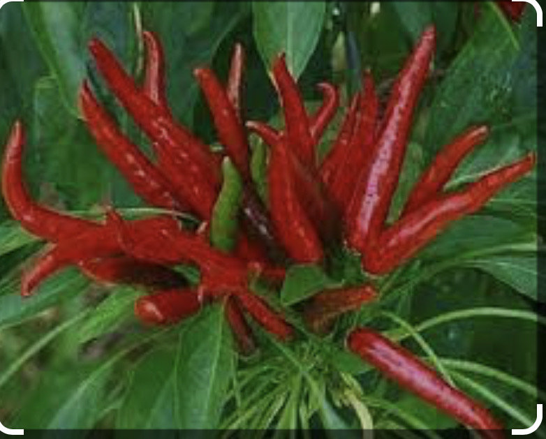 Takanotsume Hot Japanese Pepper Seeds Hawks Claw USA Heirloom Organic ...