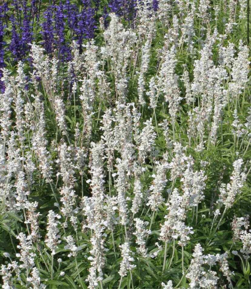 Salvia White Victory Seeds USA Flower Seeds Heirloom NJ Grower - Etsy