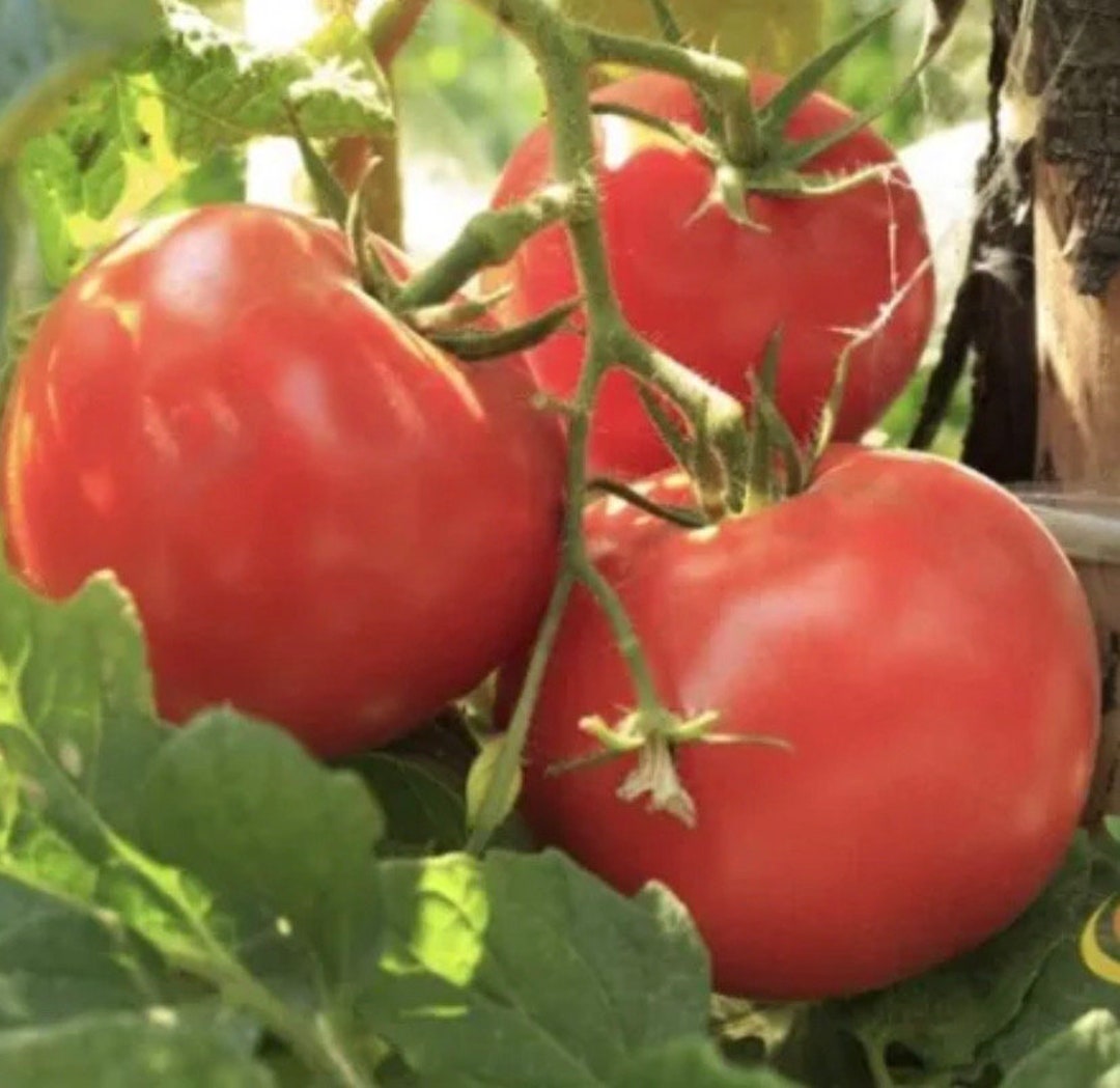 FLORADADE Tomato Seeds …. USA NJ Grower Heirloom Organic Check My Store ...