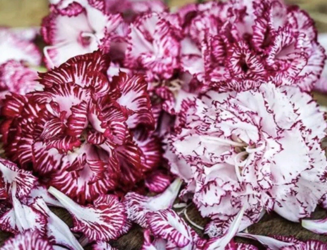 Carnation Raspberry Ripple Seeds Heirloom NJ Grower Free Shipping ...