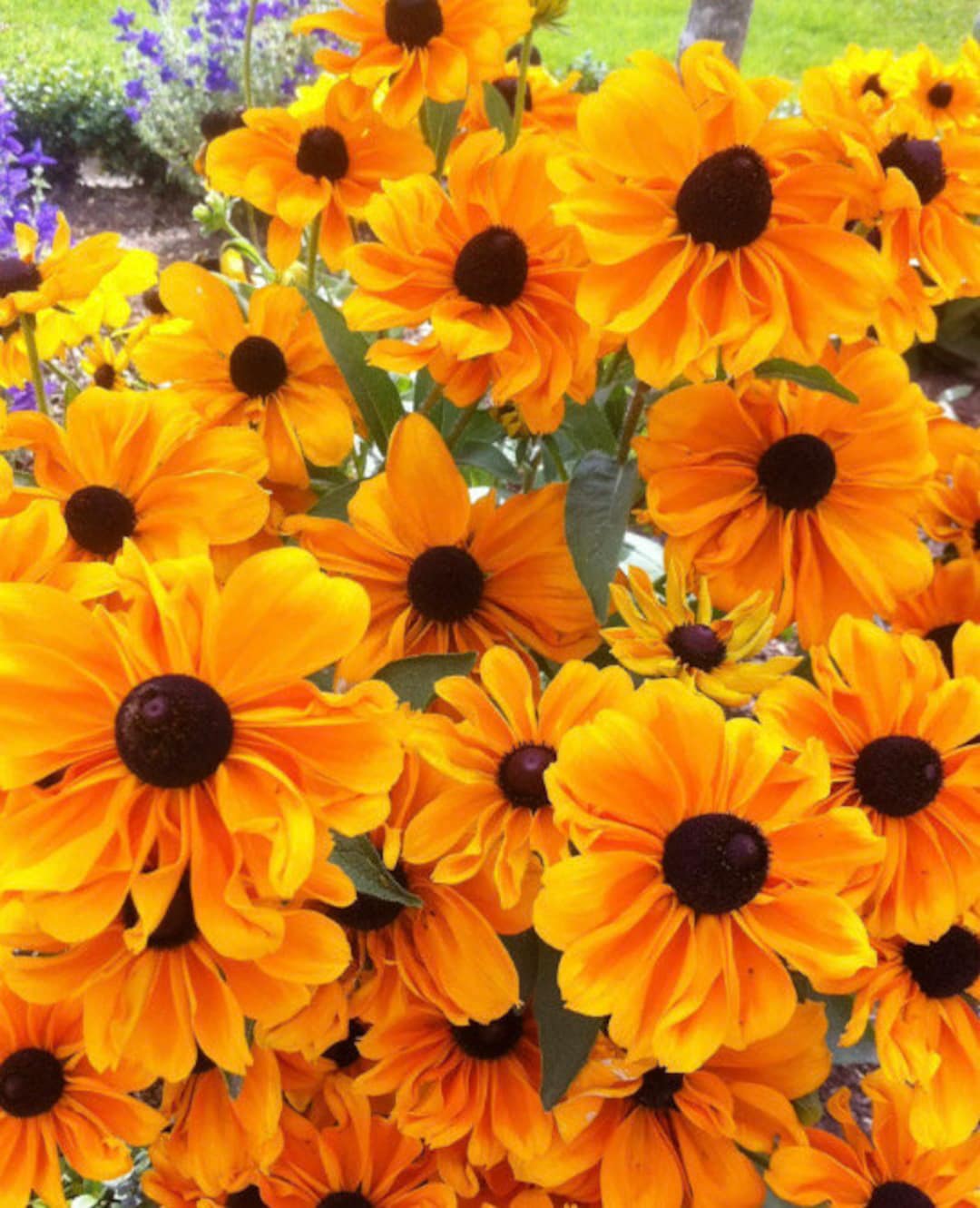Rudbeckia Marmelade Dwarf Flower Seeds Heirloom USA NJ Grower See My ...