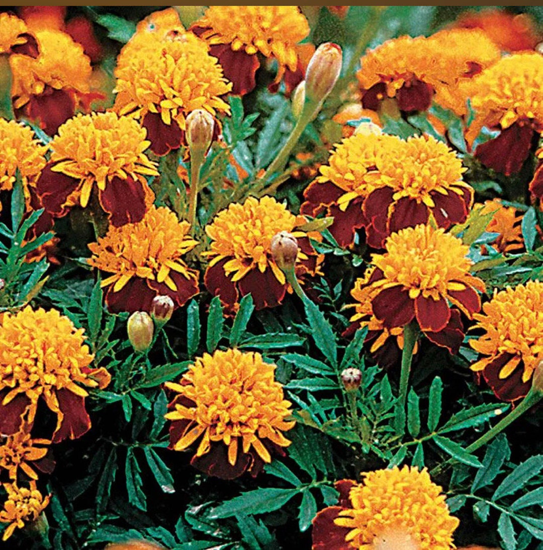 Marigold Tiger Eye Marigold USA Flower Seeds Heirloom NJ Grower See My ...