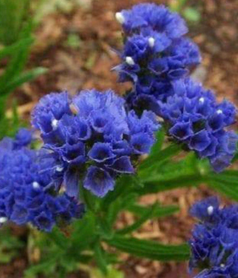 Statice Blue River Flower Seeds Limonium Sinuatum Heirloom USA Check My ...