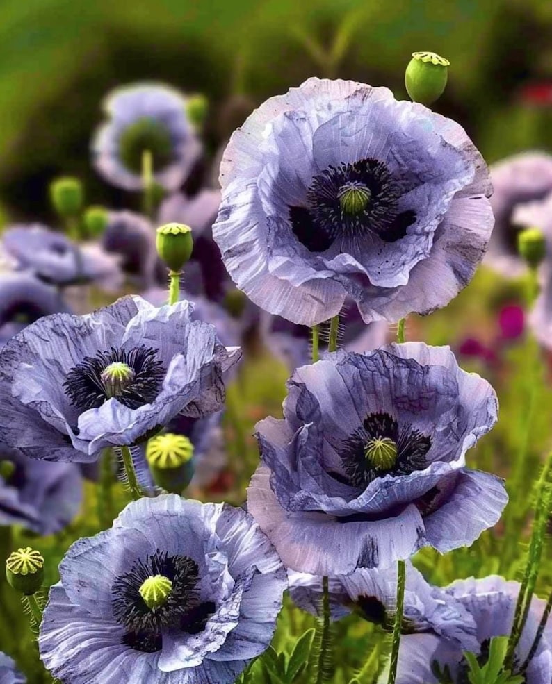 Poppy Amazing Grey Poppy Flower Seeds Heirloom USA NJ Seller Check My ...