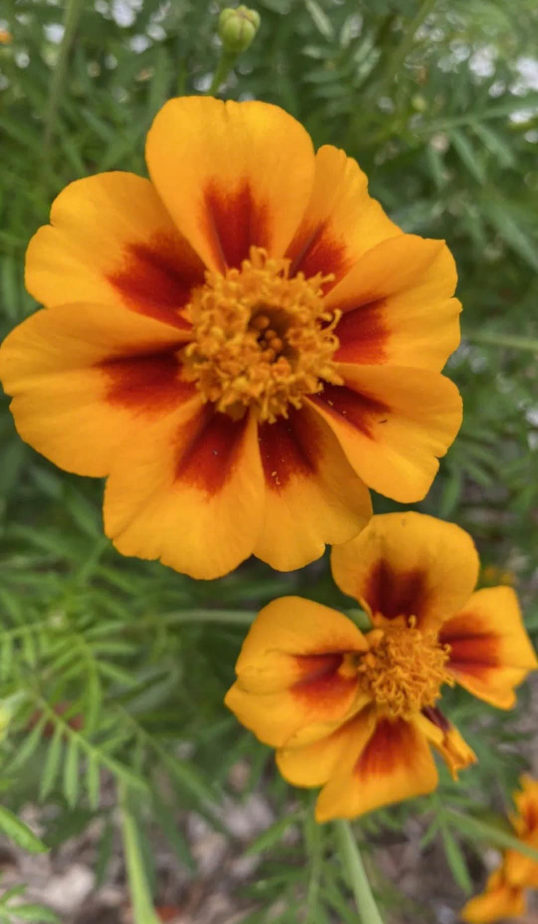 Marigold Dainty Marietta Seeds USA Heirloom Check My Store for the ...