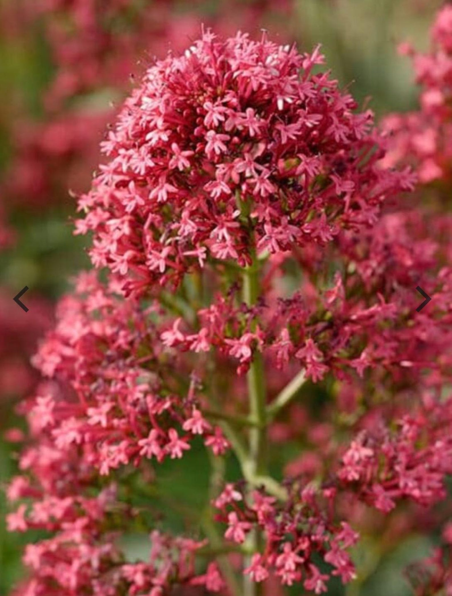 Jupiters Beard Red Flower Seeds Heirloom Organic USA NJ Grower Free ...