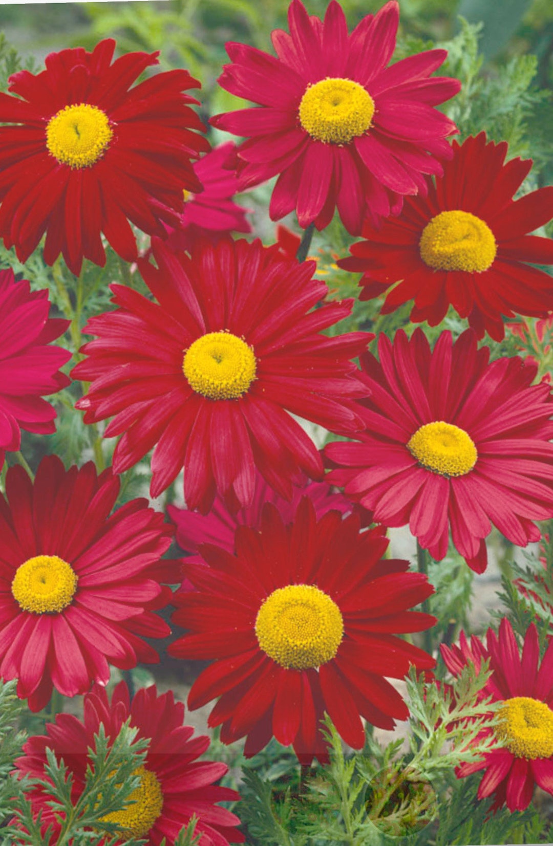 Daisy Robinson Red Chrysanthemum Seeds Flower NJ Grower Free Shipping ...