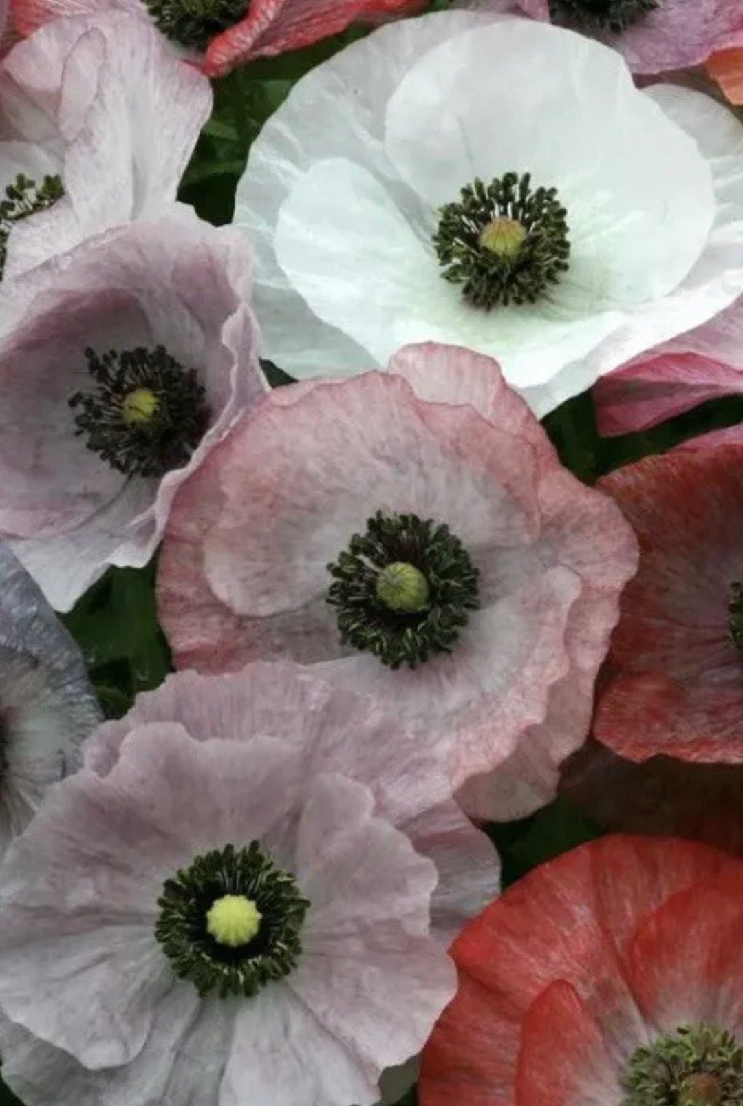 Poppy Mother of Pearl Poppy 50 Poppy Flower Seeds Heirloom USA NJ ...