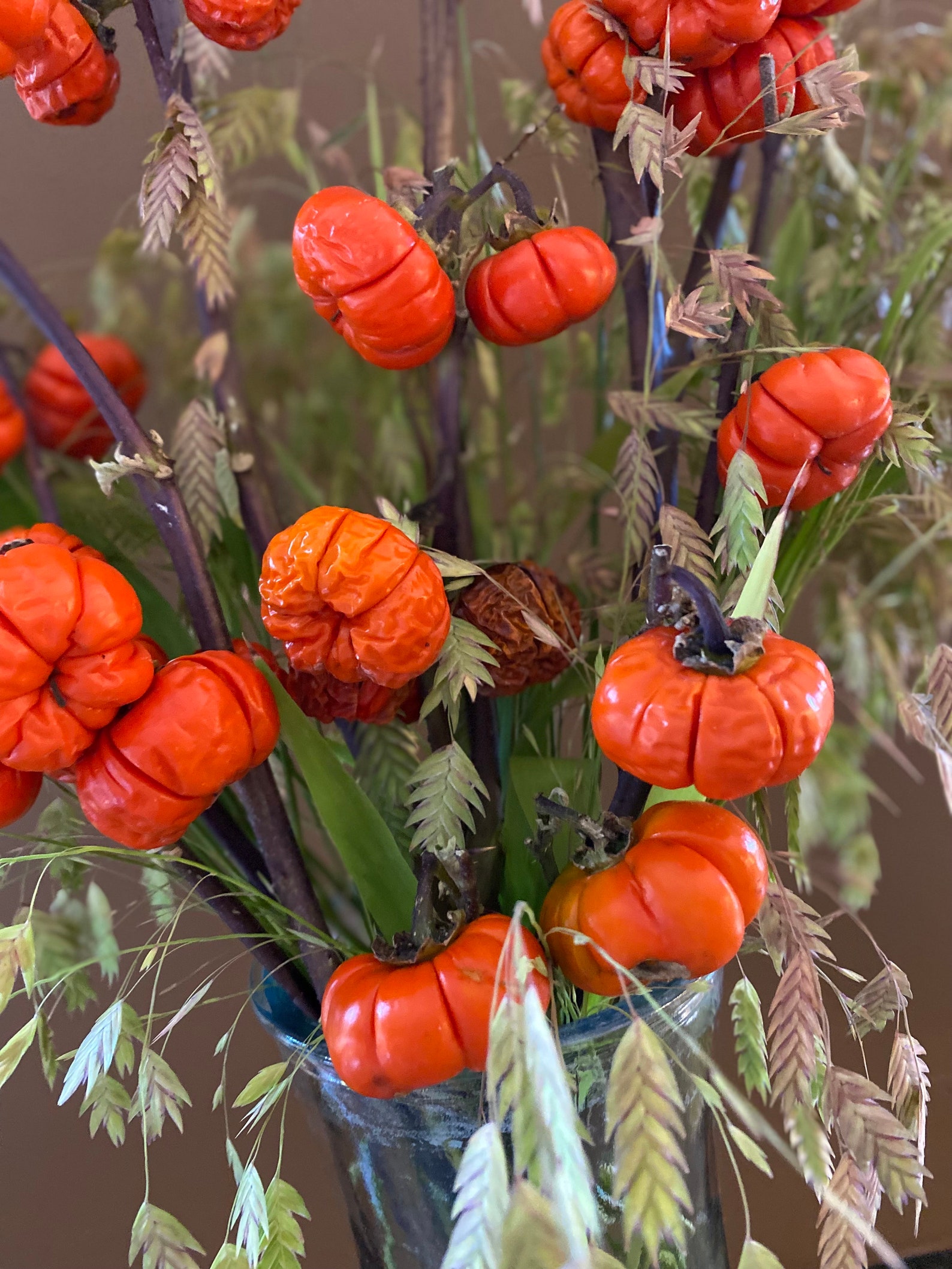 Pumpkin on A Stick Seeds Ornamental Pumpkin Eggplant Tree Heirloom USA ...
