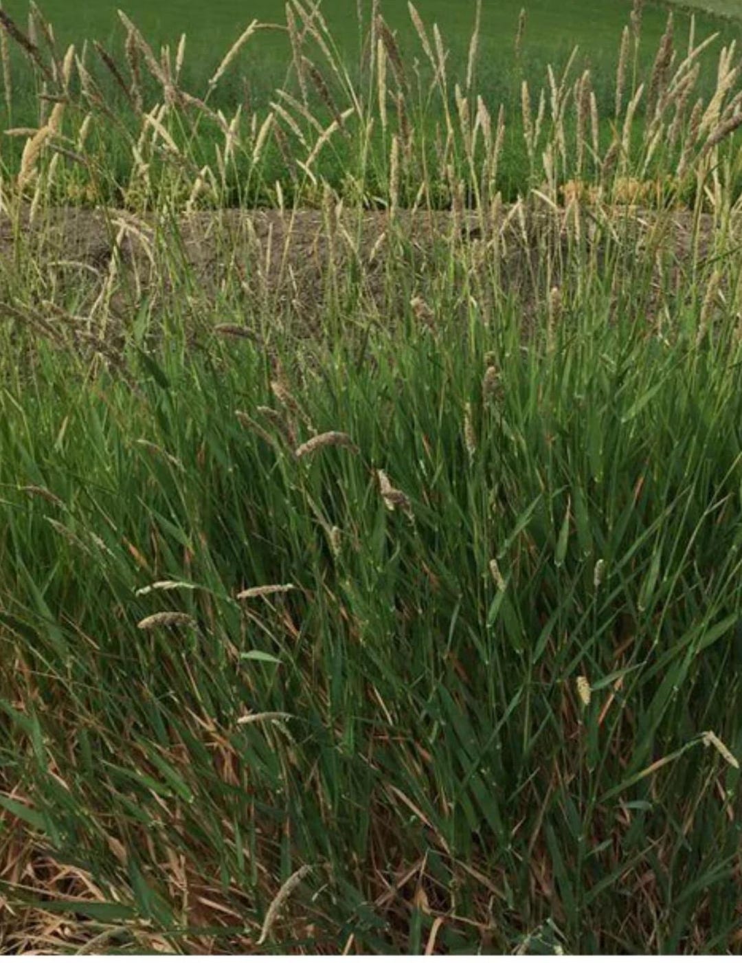 Canary Grass Seeds USA Phalaris Canariensis Free Shipping See My Store ...