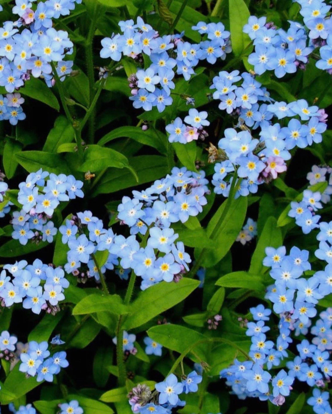 Forget Me Not Indigo Blue Seeds Heirloom USA NJ Grower See My Store for ...